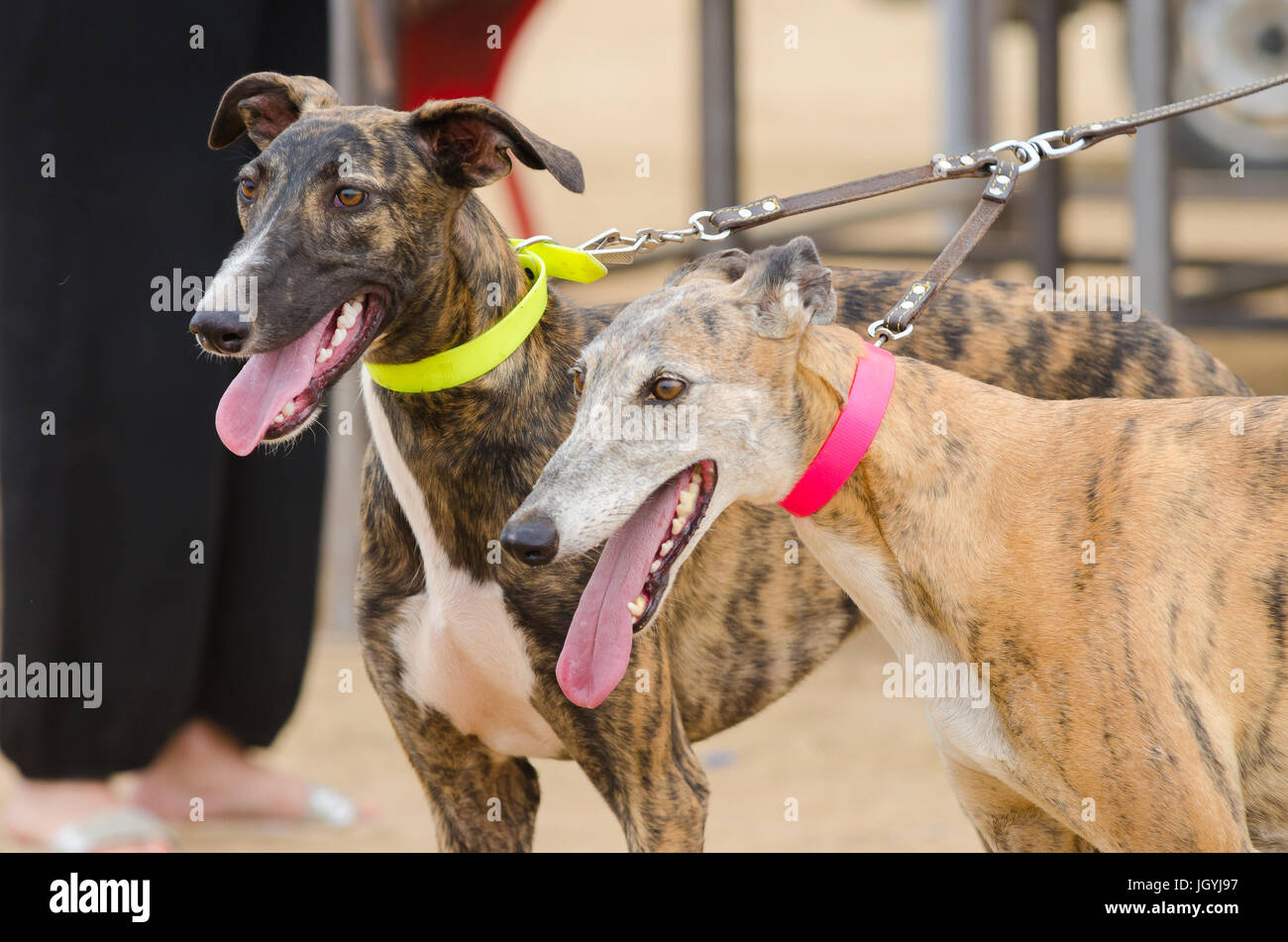 Beautiful whippet hi-res stock photography and images - Alamy