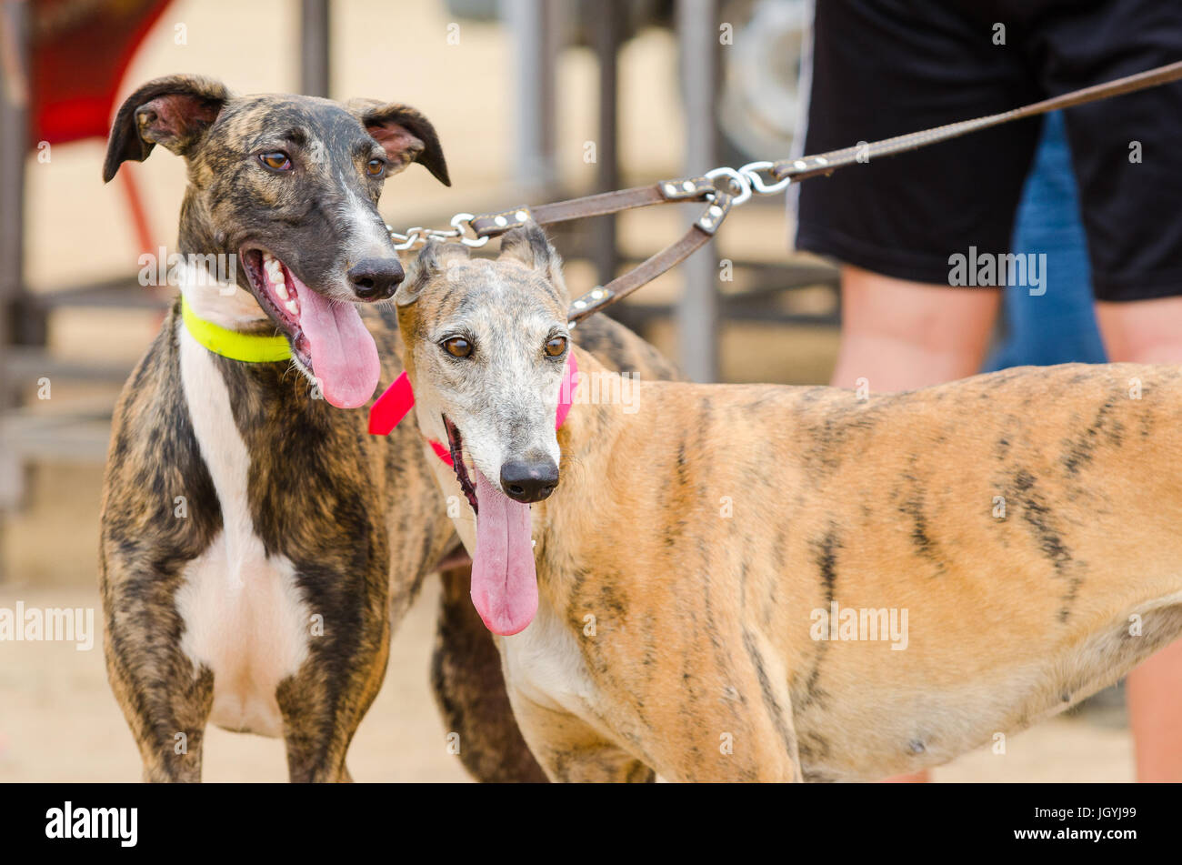 Beautiful whippet hi-res stock photography and images - Alamy