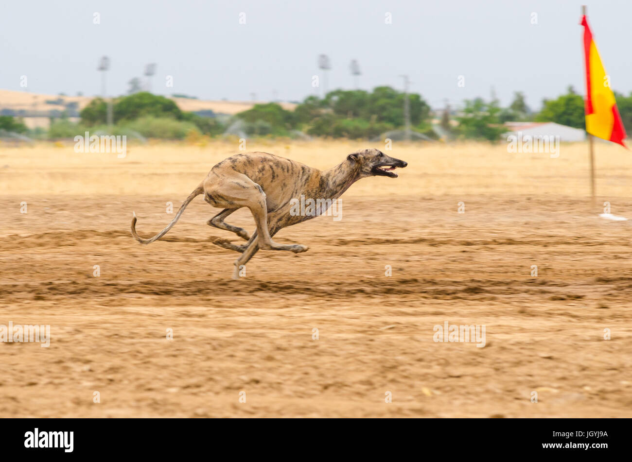 Spanish greyhound running fast during a race Stock Photo - Alamy