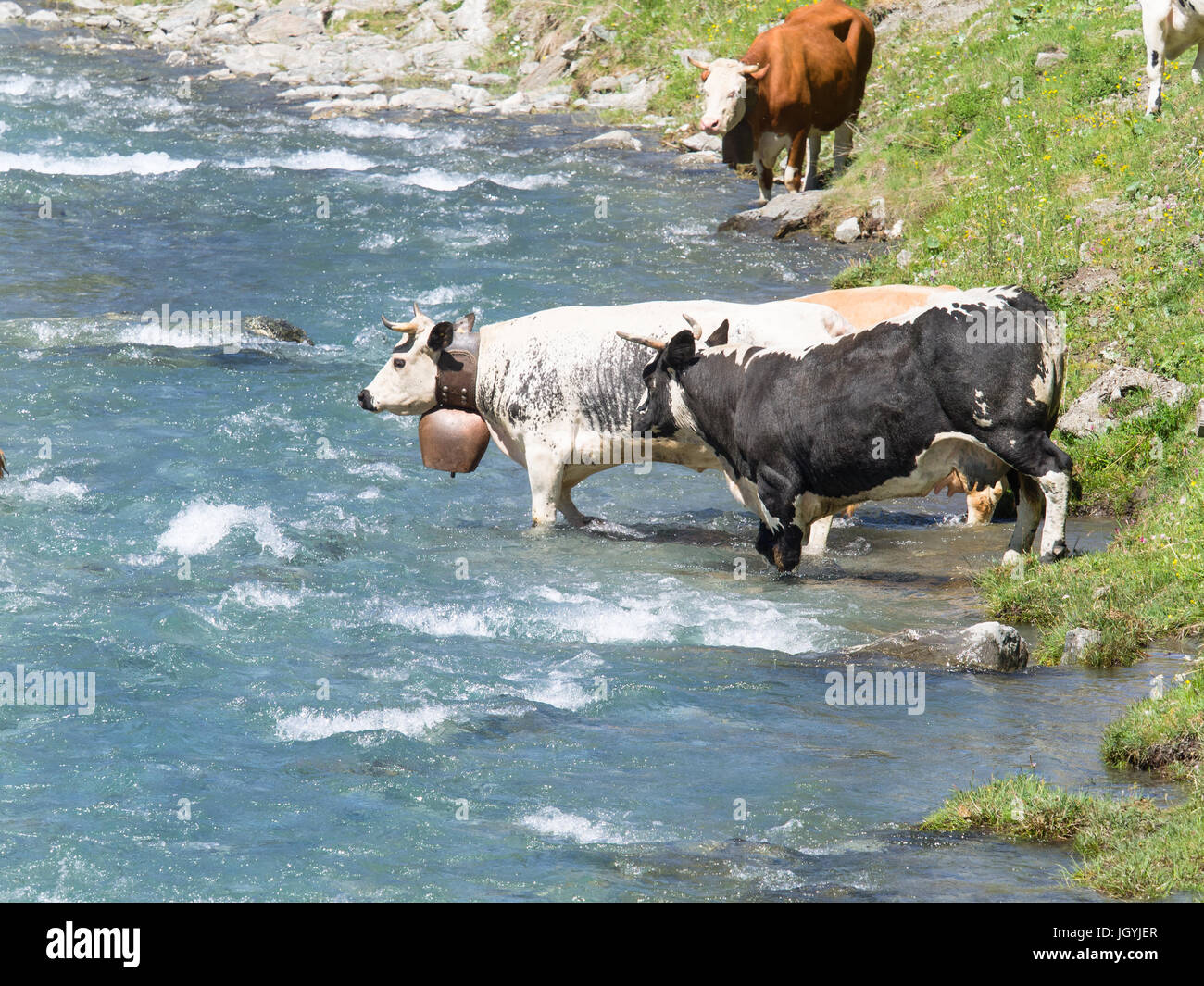 Group of Cows crossing an alpine river during transhumance towards ...