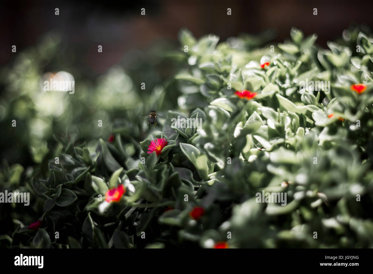 Red flowers with bee hi-res stock photography and images - Alamy