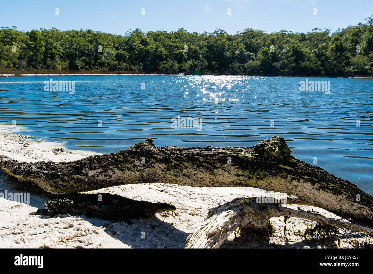 Tree log in the foreground of Lake Waddy on Fraser Island, Queensland ...