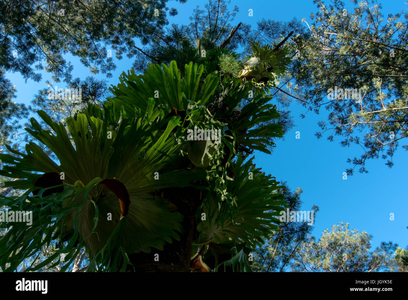 Pine tree covered in elk horn at Central Station on Fraser Island ...