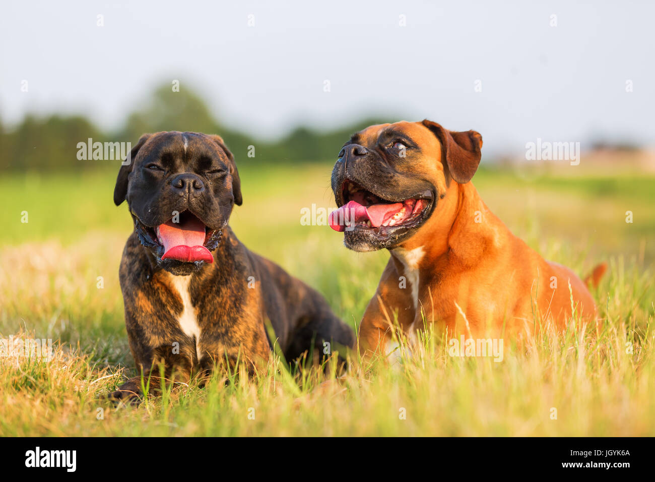 Portrait of two boxer dogs hi-res stock photography and images - Alamy