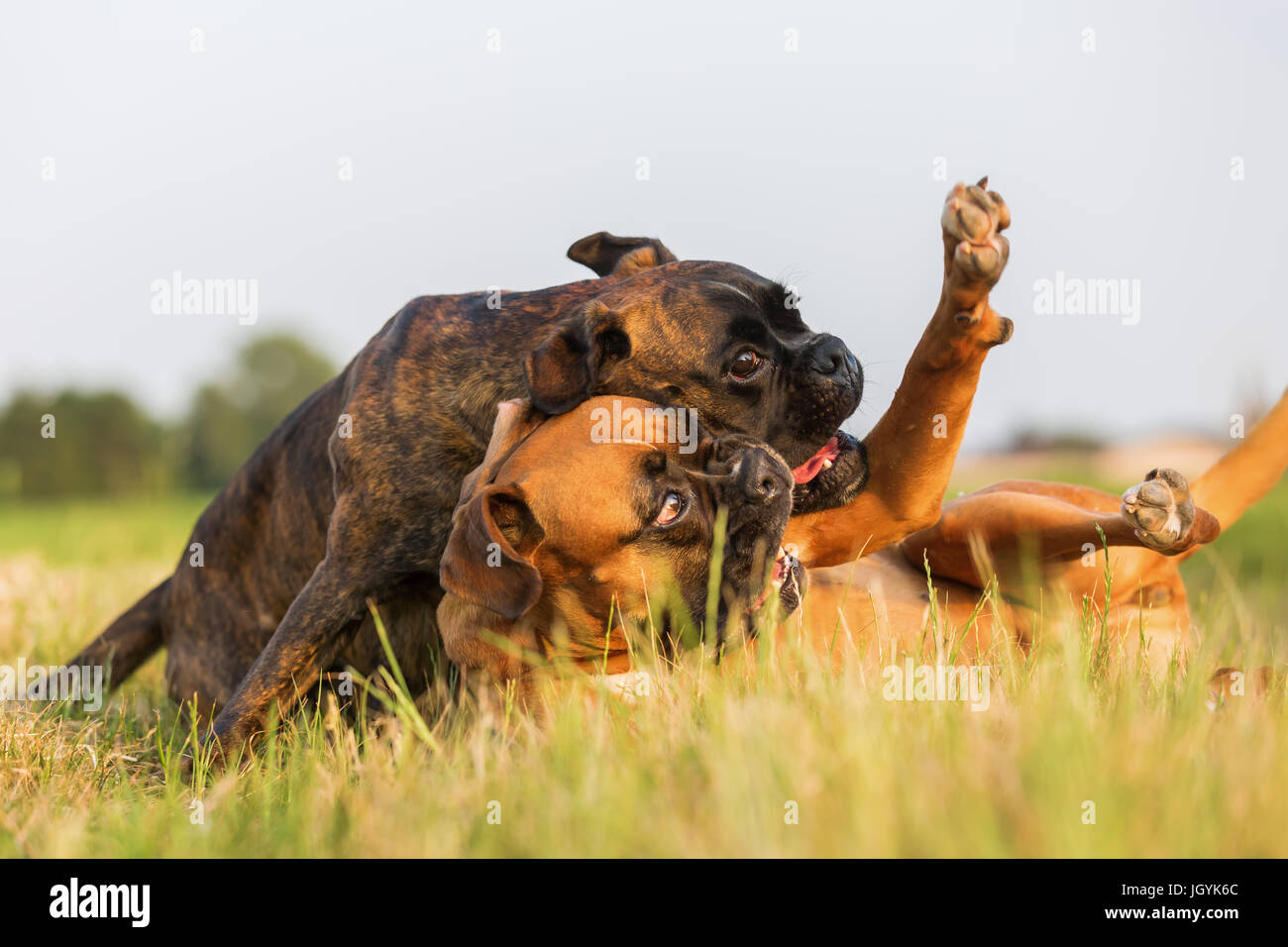 picture of two boxer dogs who are scuffling on the meadow Stock Photo ...