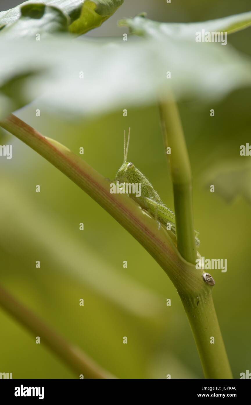 Rainy season insects hi-res stock photography and images - Alamy