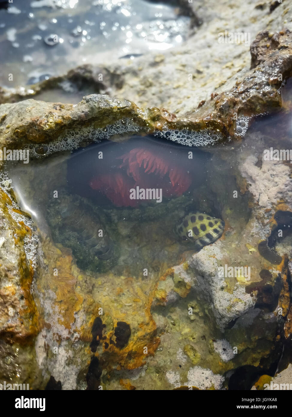 Bright red Waratah Sea anemones (Actinia tenebrosa) in a rock pool on ...