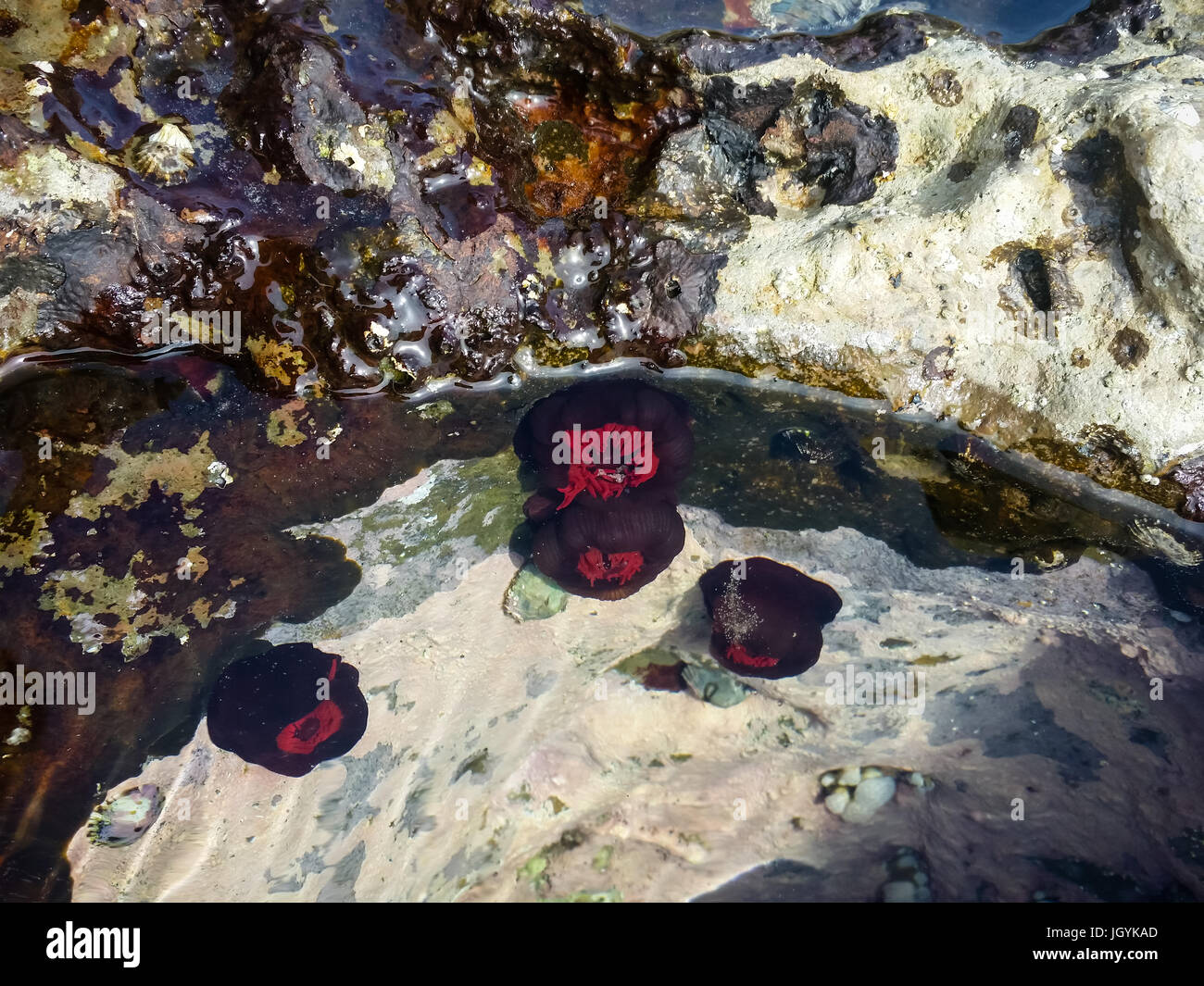 Bright red Waratah Sea anemones (Actinia tenebrosa) in a rock pool on ...
