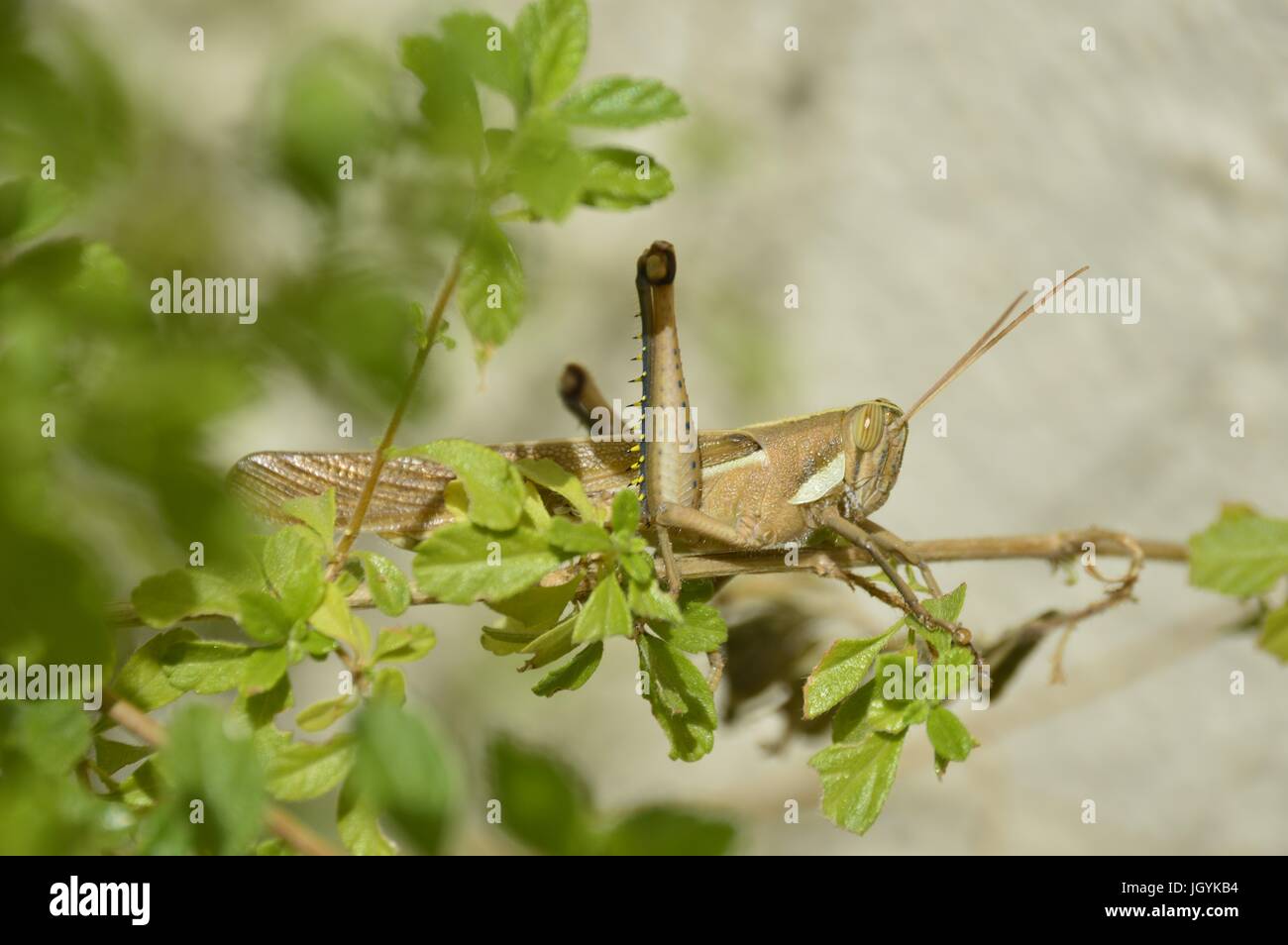 Rainy season insects hi-res stock photography and images - Alamy