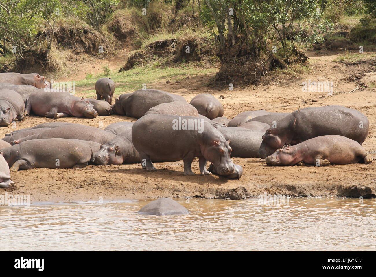 Hippos grazing hi-res stock photography and images - Alamy