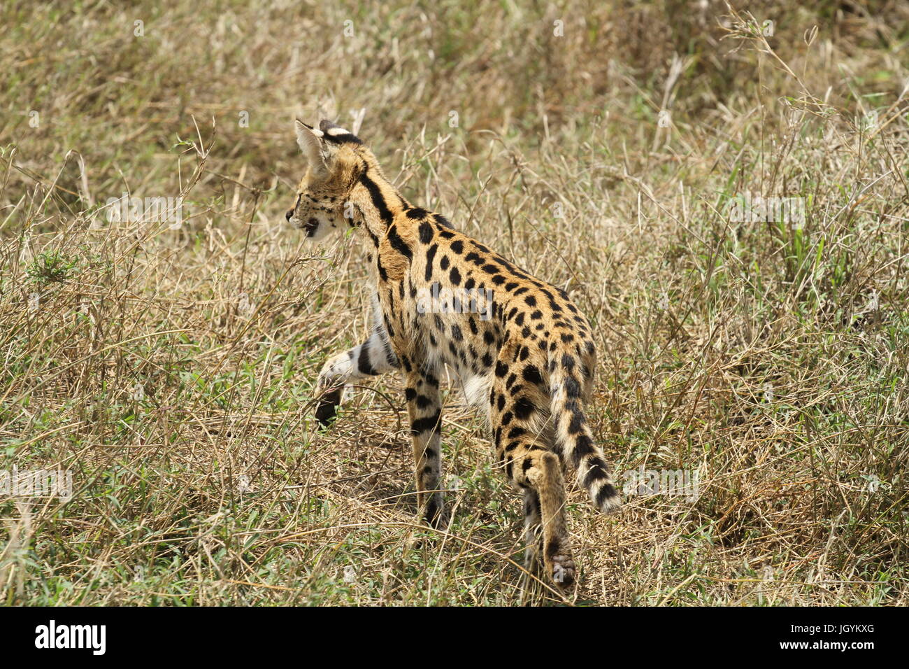 Servil cat hi-res stock photography and images - Alamy