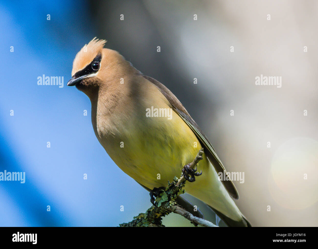 Cedar Waxwing (Bombycilla Cedrorum) perched on branch looking down ...