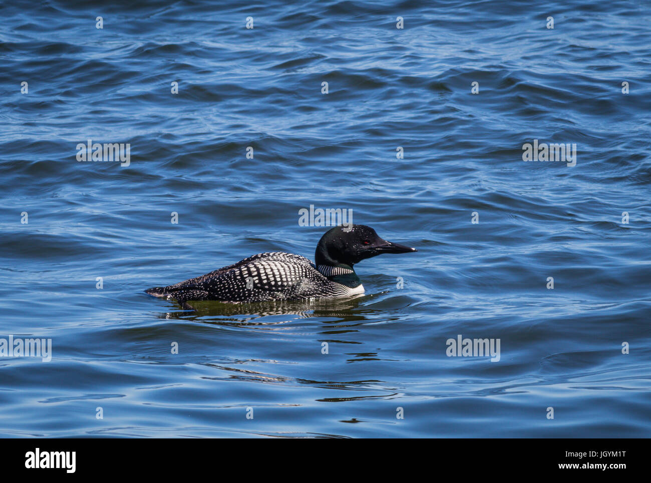 Common Loon (Gavia Immer) swimming in the Atlantic Ocean in blue clear ...