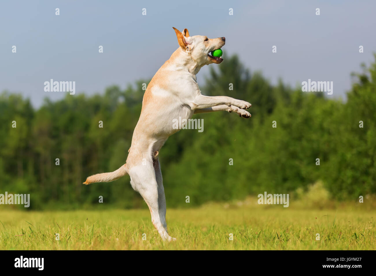 Labrador catching ball hi-res stock photography and images - Alamy