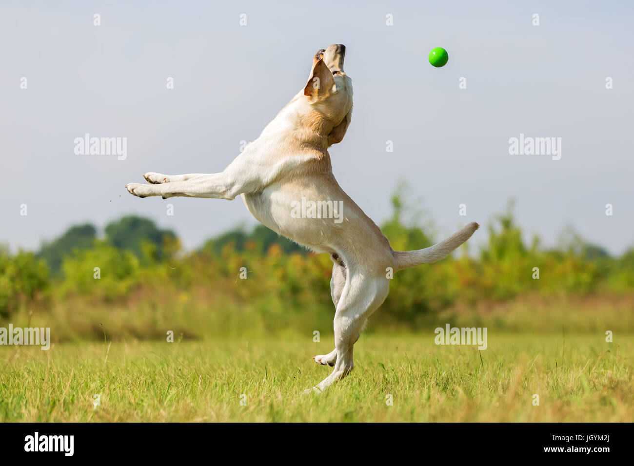 Snapping dog hi-res stock photography and images - Alamy