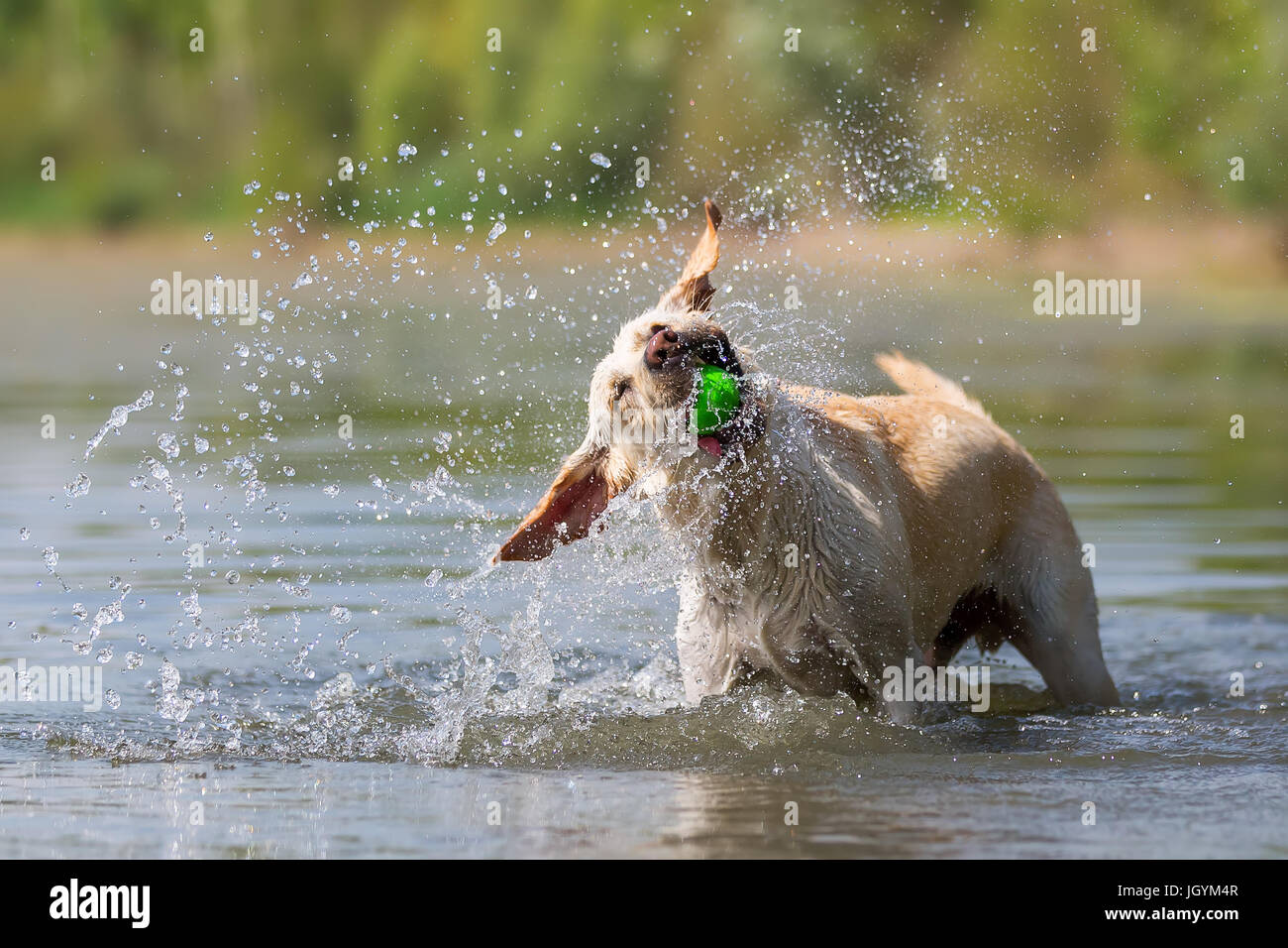 Cute labrador shaking water hi-res stock photography and images - Alamy