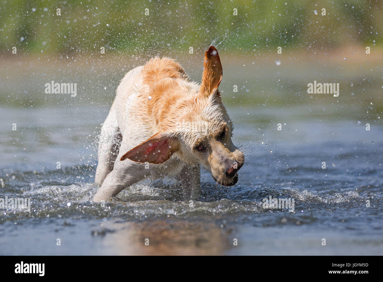 How Do Dogs Shake Their Heads So Fast