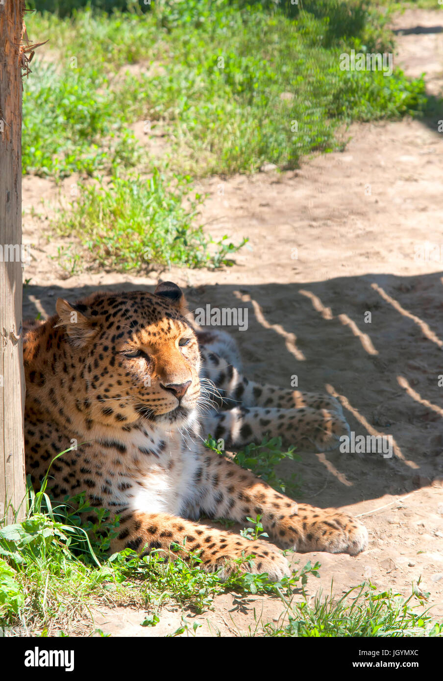 male leopard in tree. A close up Stock Photo - Alamy