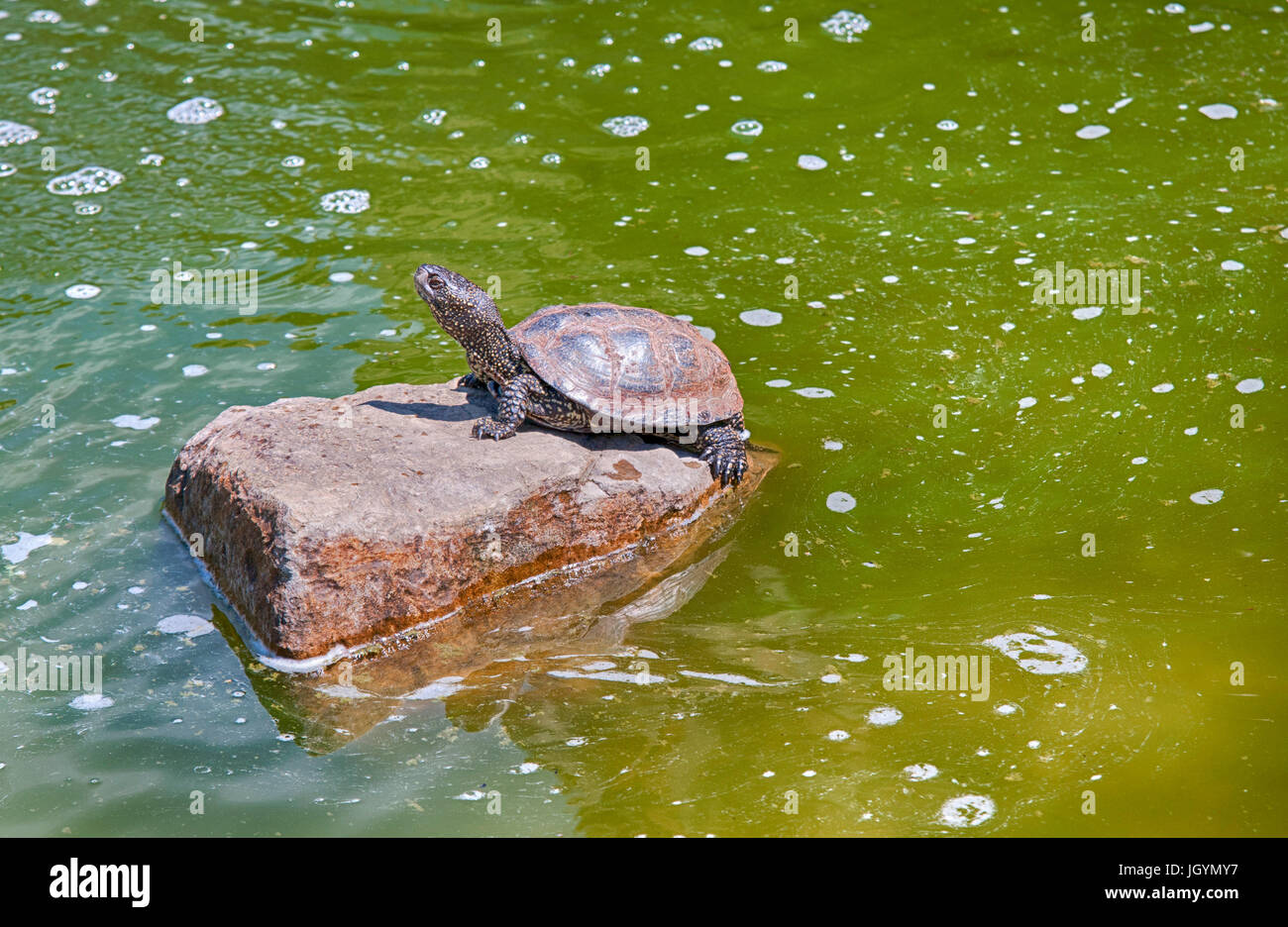 Rest reptile hi-res stock photography and images - Alamy