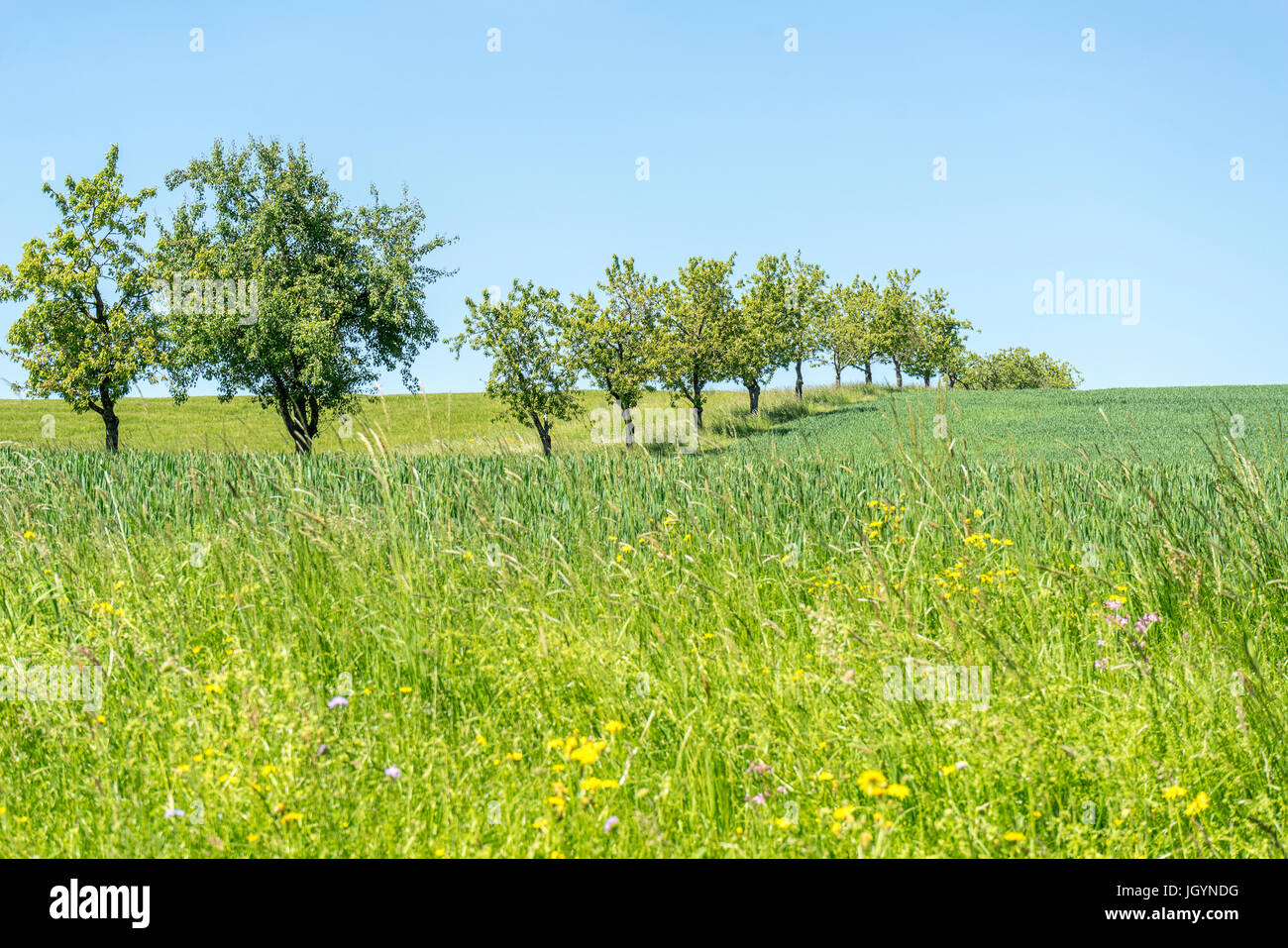 idyllic rural spring time scenery in Hohenlohe, a area in Southern ...