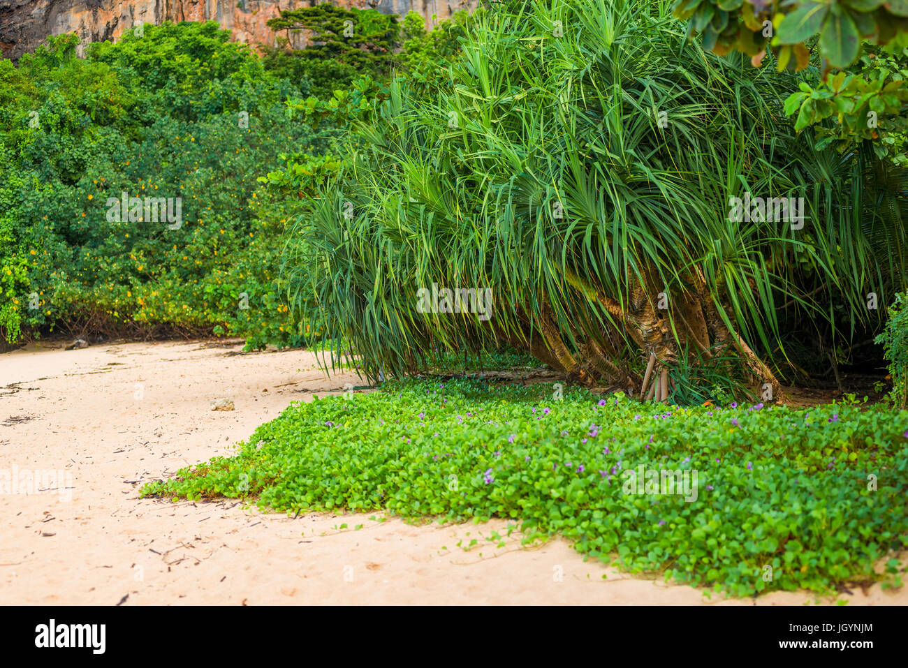 Tropical trees and flowers on a sandy beach Stock Photo - Alamy