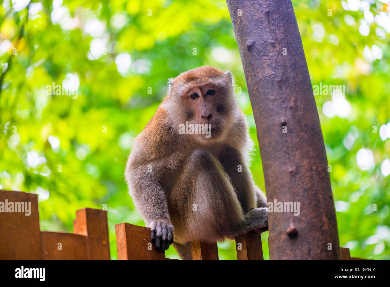Beautiful monkey sitting on a fence in a rainforest Stock Photo - Alamy