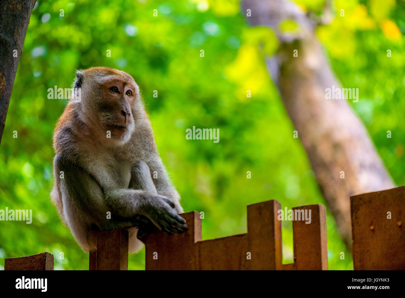 Horizontal portrait of a monkey on a fence in the tropics Stock Photo ...