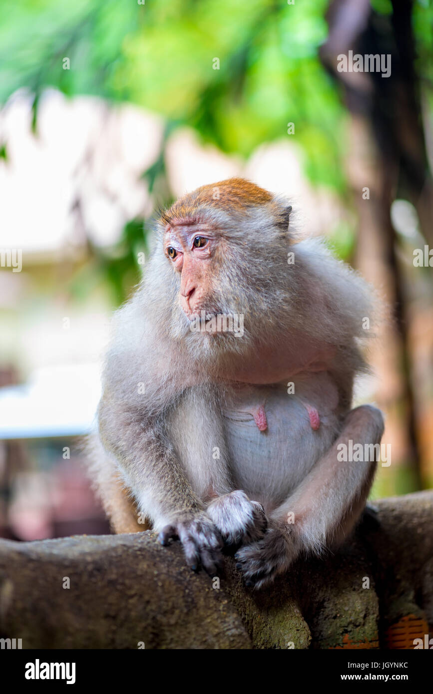 Female macaque hi-res stock photography and images - Alamy
