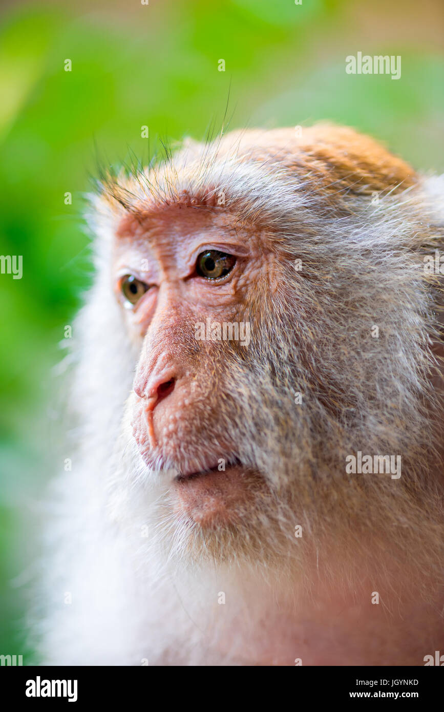 Monkey face close-up on nature background Stock Photo - Alamy