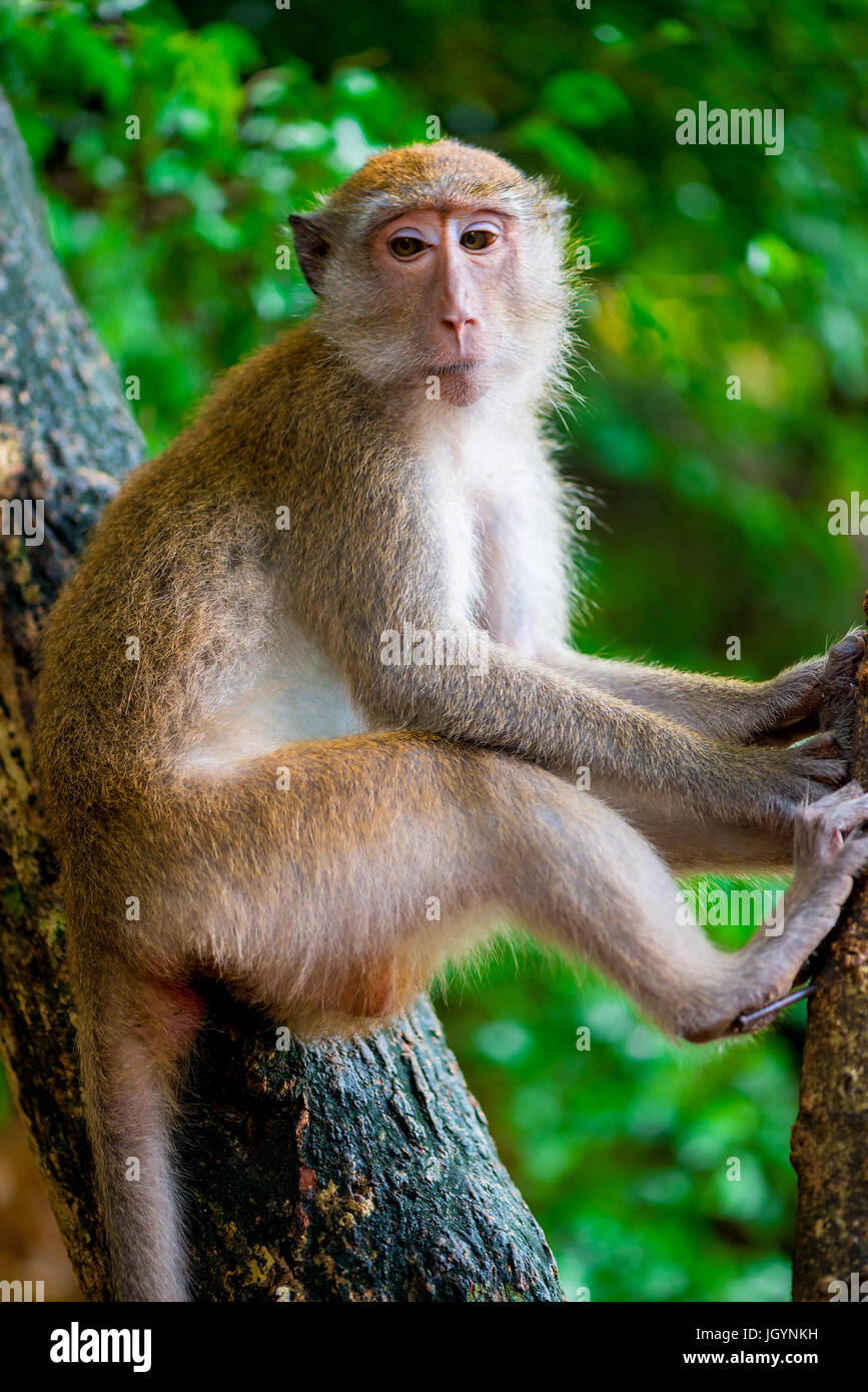 Pensive monkey sits on a tree branch in nature Stock Photo - Alamy