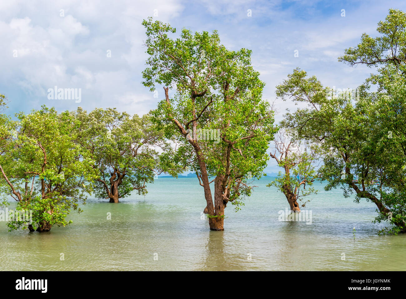 A group of trees covered with leaves grow in the water on the coast of ...