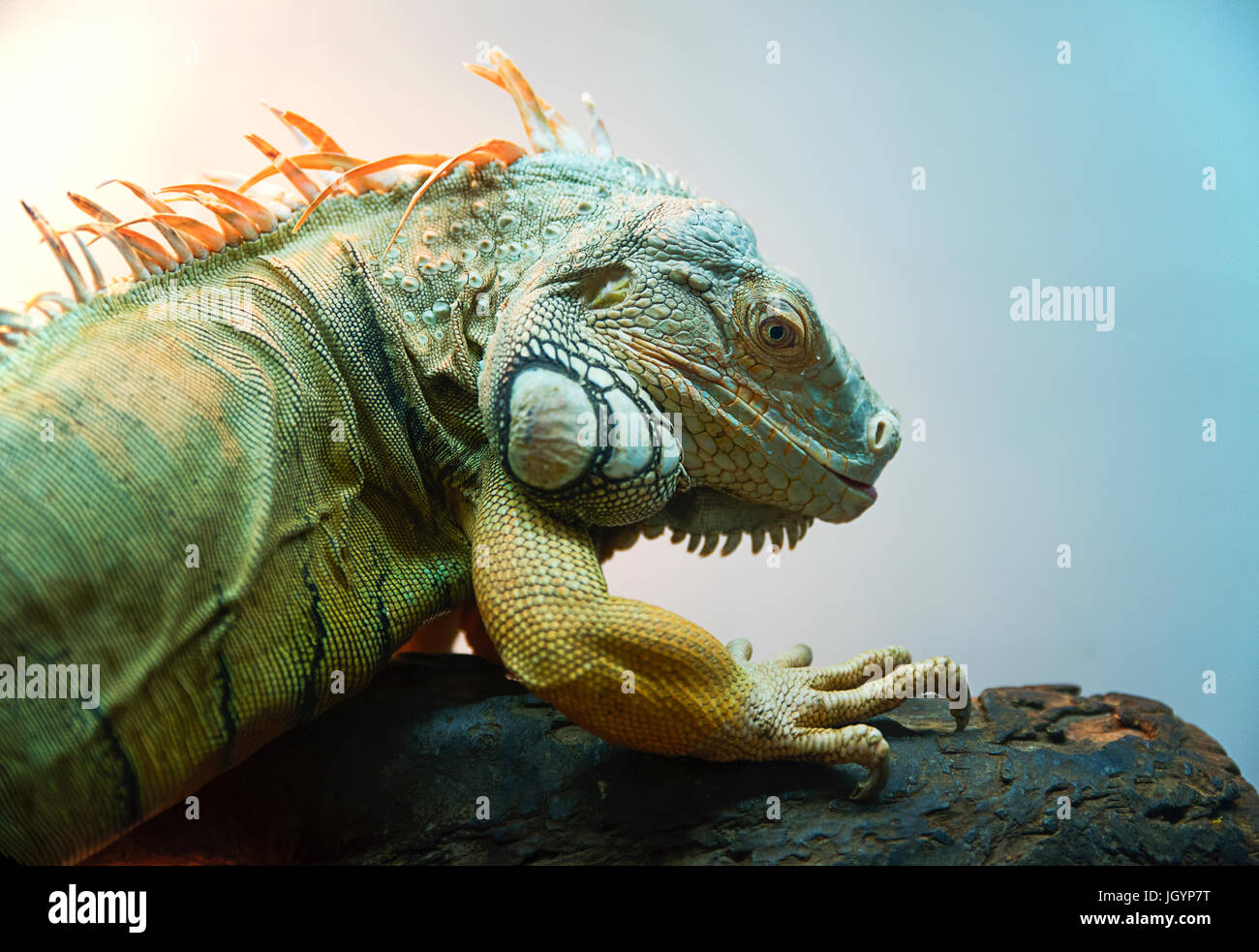 Iguana profile; large green iguana in a natural setting against Stock ...