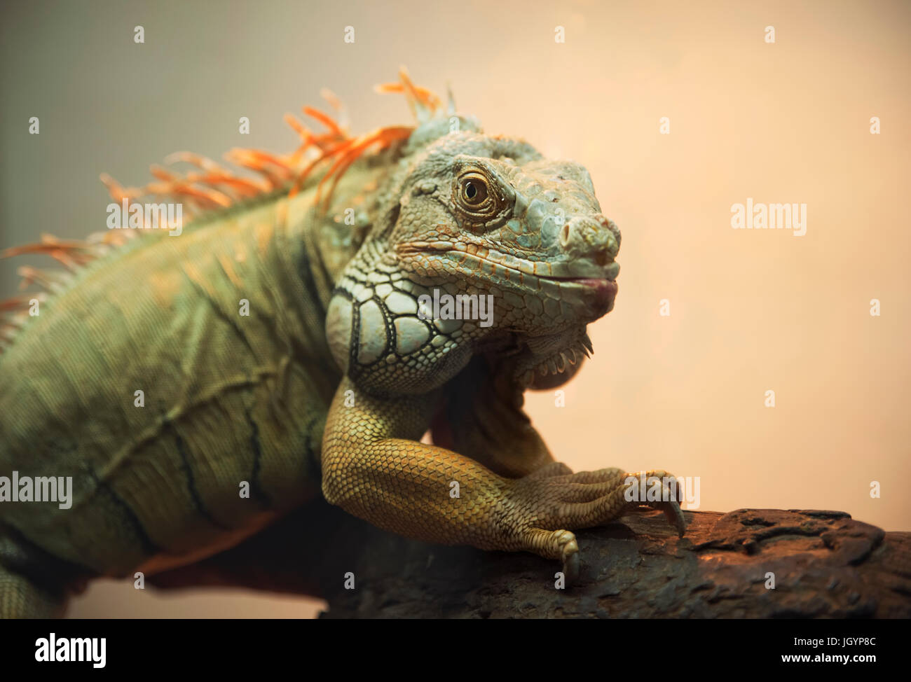 Iguana profile; large green iguana in a natural setting against Stock ...