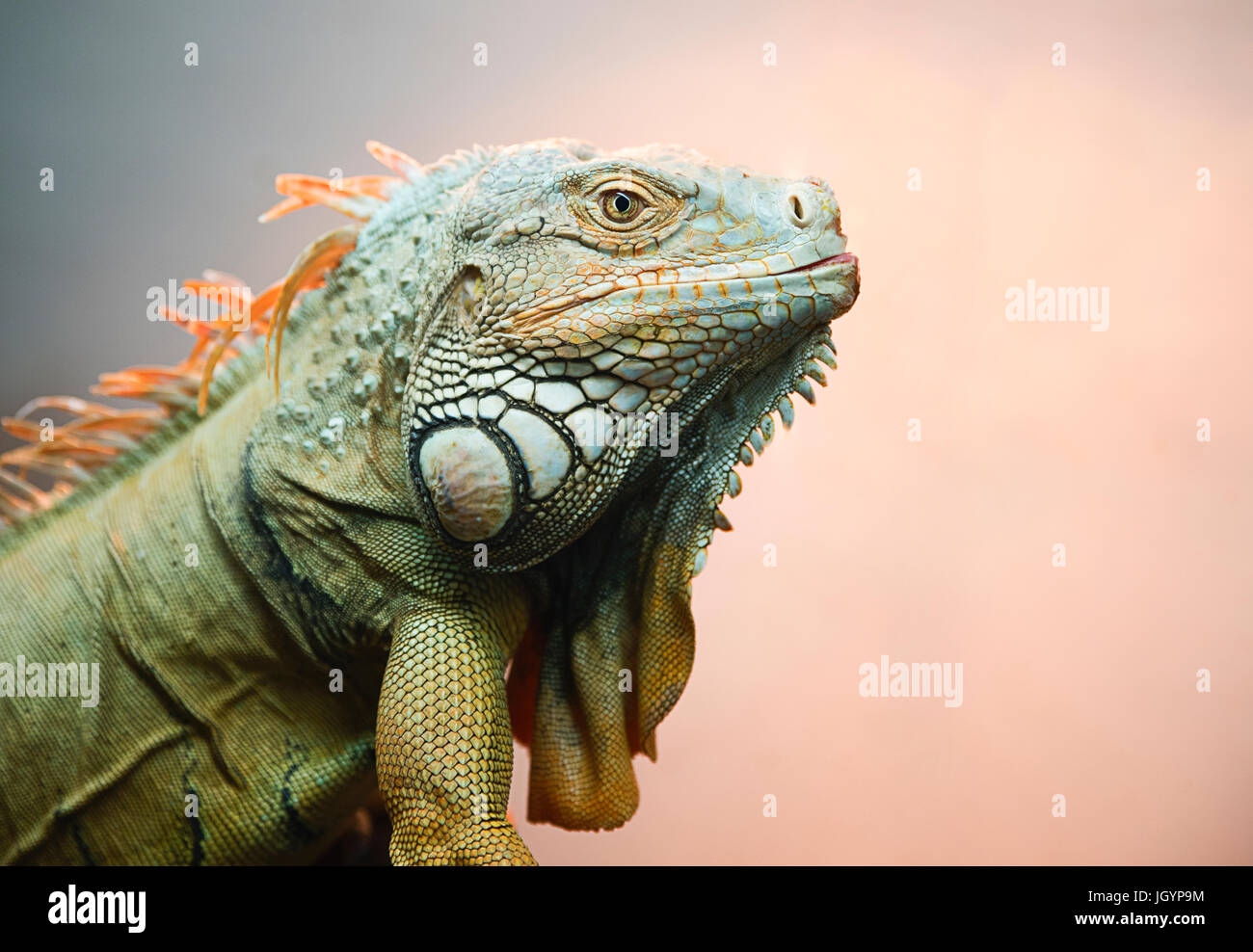 Iguana profile; large green iguana in a natural setting against Stock ...