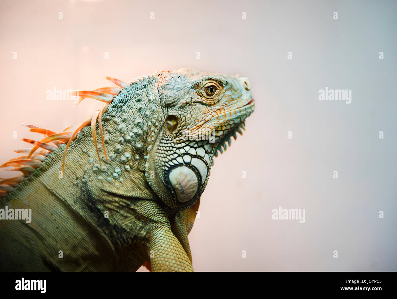 Iguana profile; large green iguana in a natural setting against Stock ...