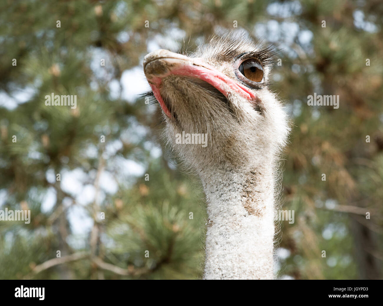 Portrait of male ostrich in nature Stock Photo - Alamy
