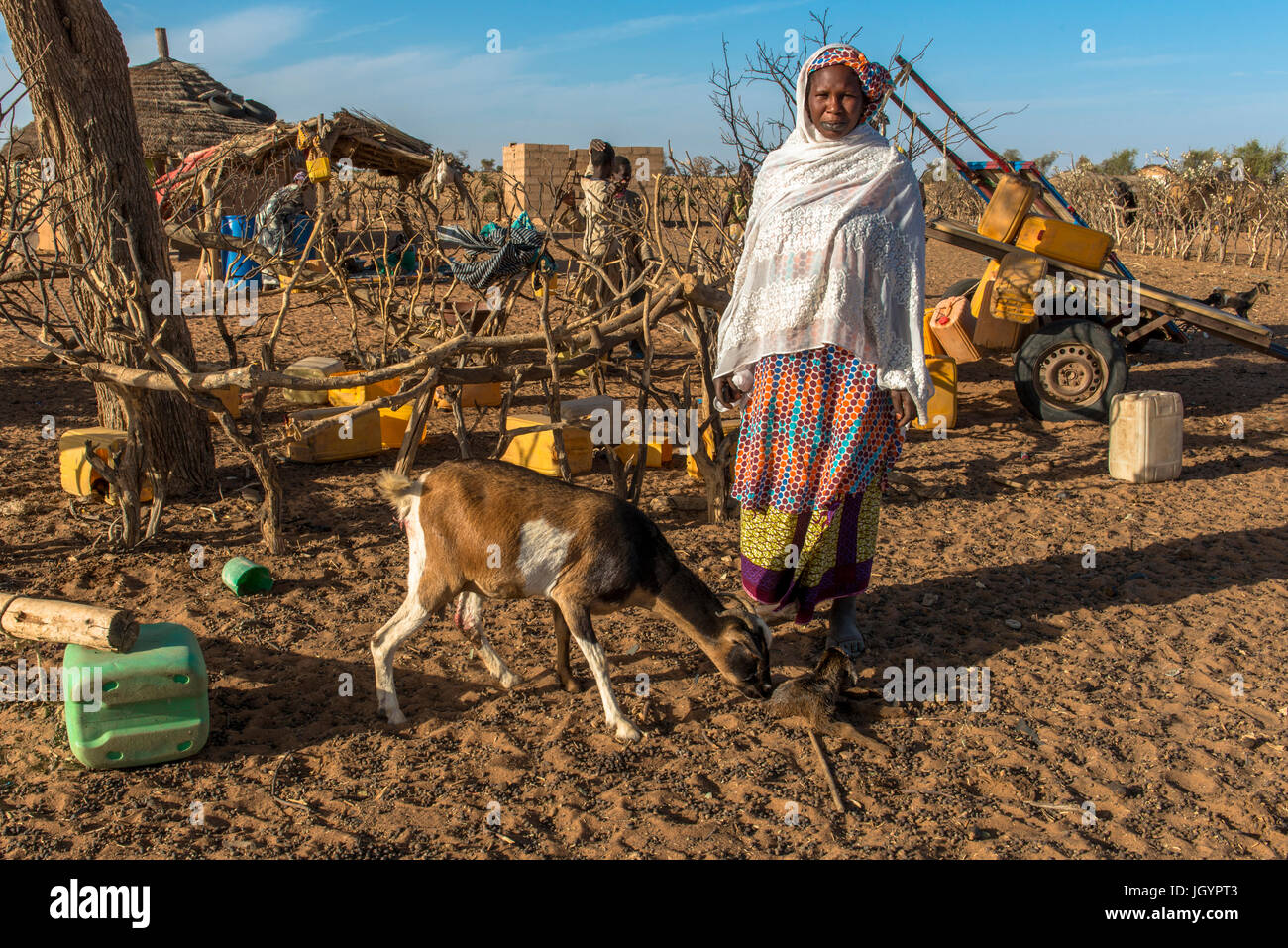 Newborn lamb in a Peul village. Senegal Stock Photo - Alamy