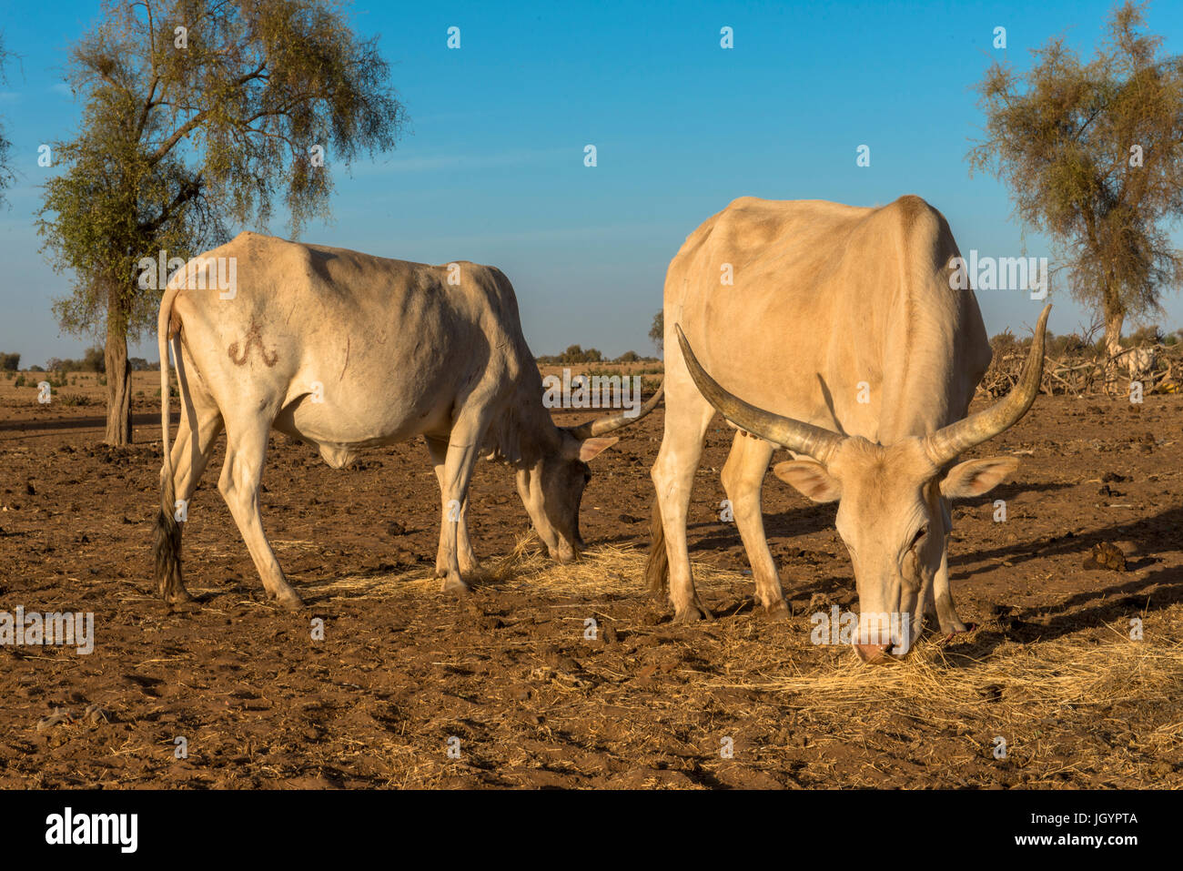 Village cattle hi-res stock photography and images - Alamy