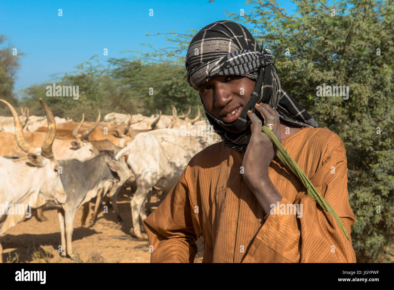 African herder cattle hi-res stock photography and images - Alamy