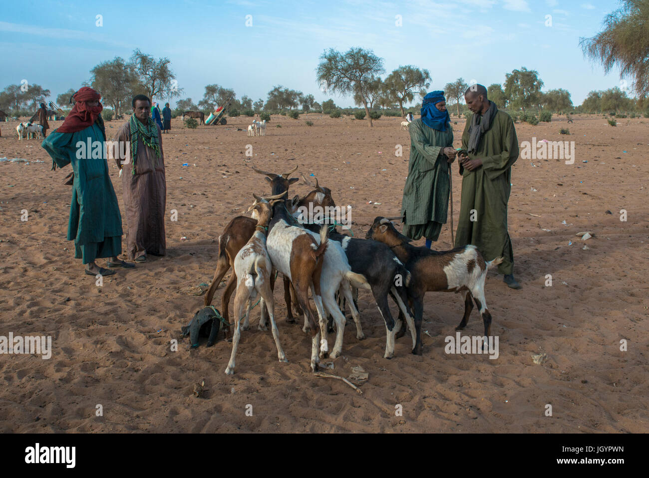 At the cattle market hi-res stock photography and images - Alamy