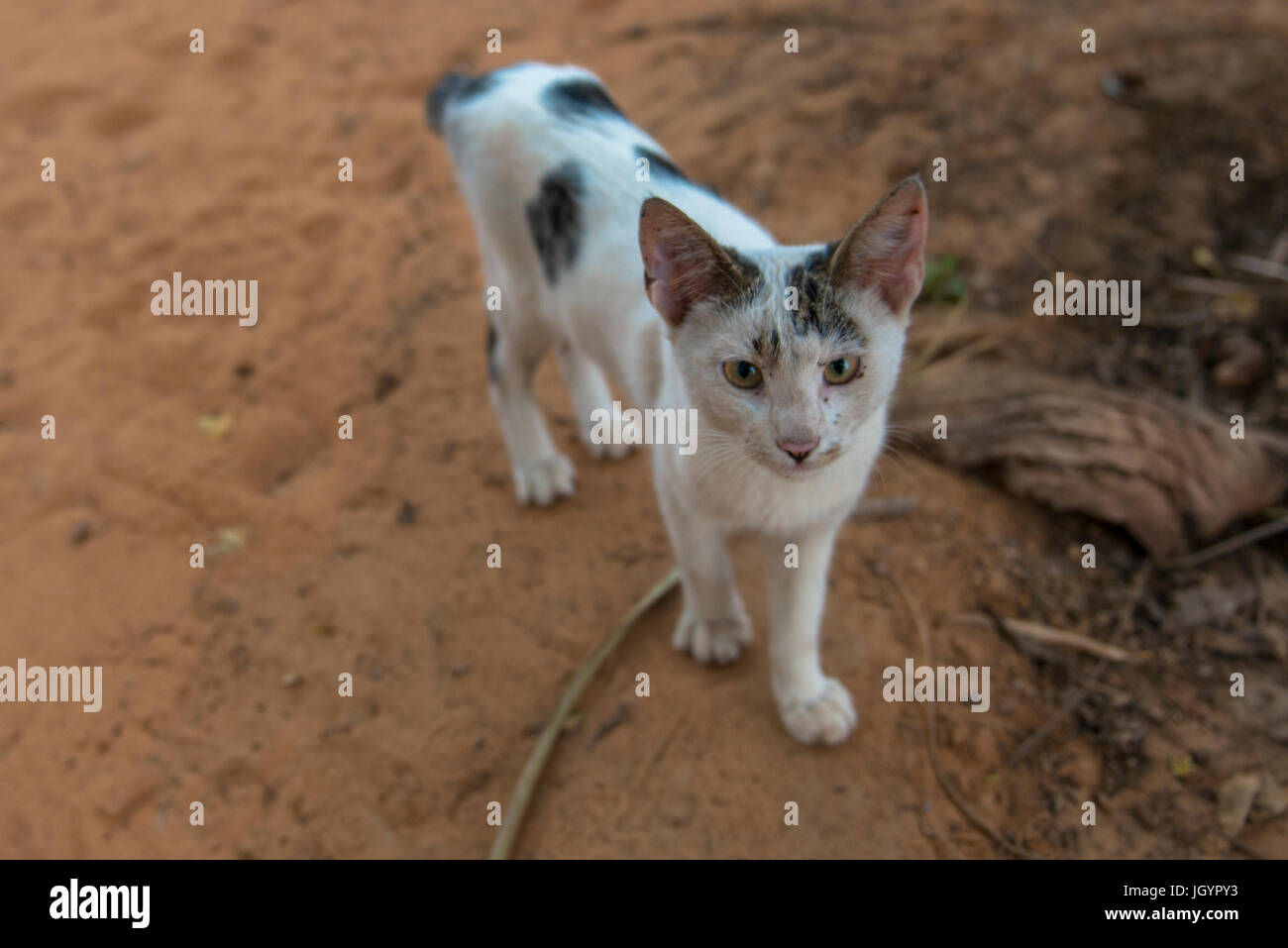 Chat africain hi-res stock photography and images - Alamy