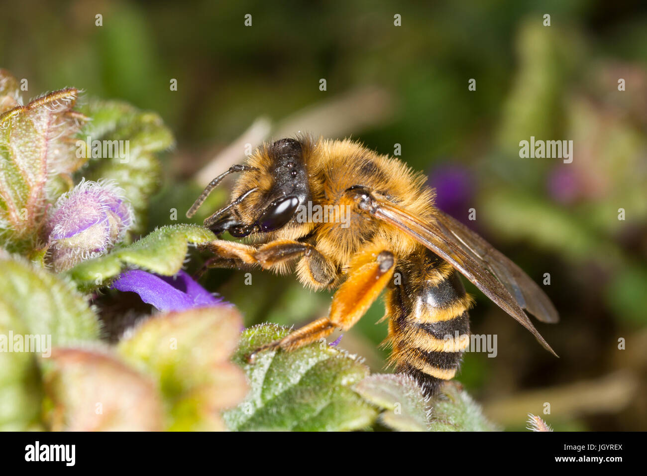 Adult yellow legged mining bee andrena hi-res stock photography and ...