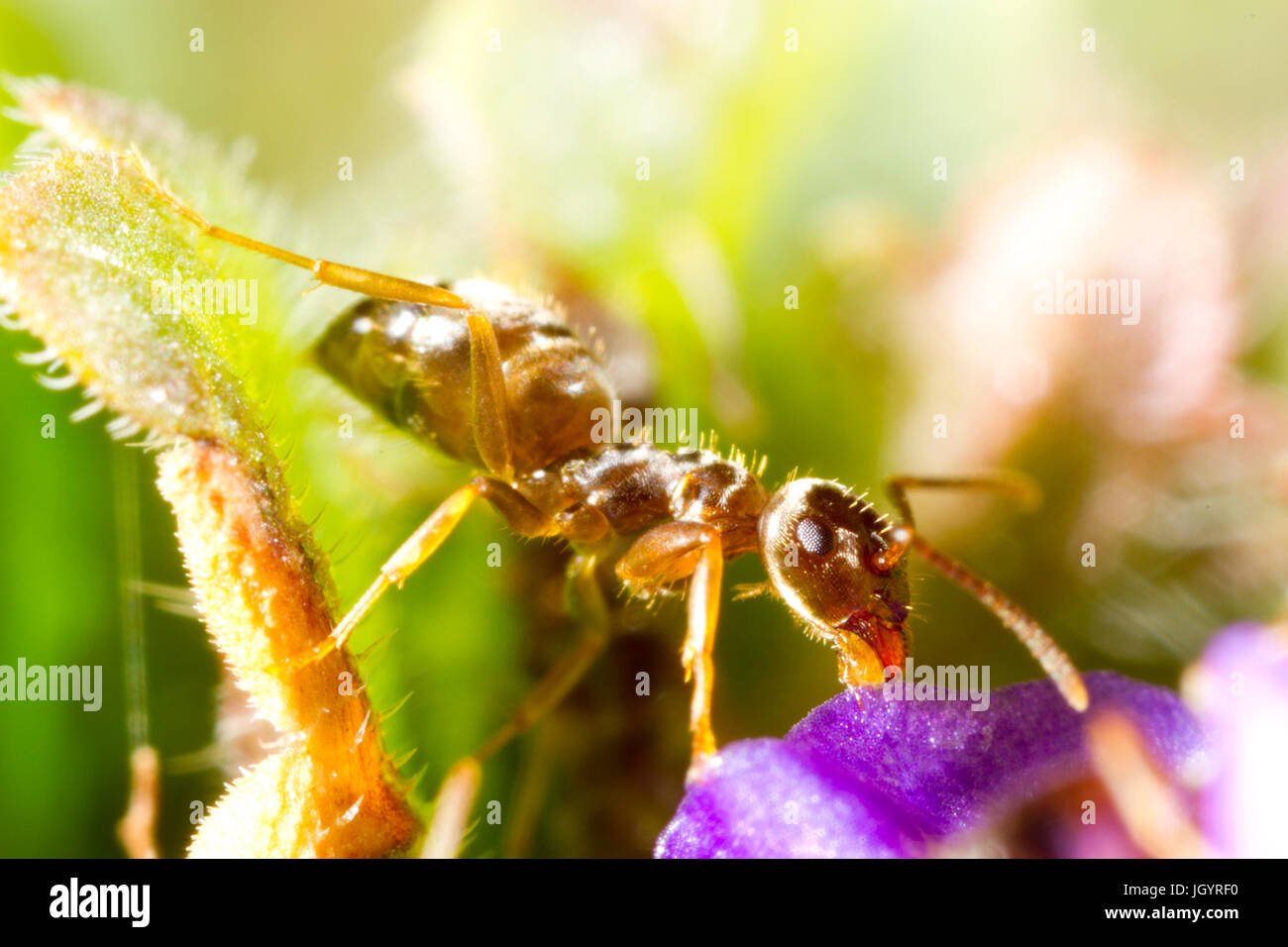 Lasius alienus hi-res stock photography and images - Alamy