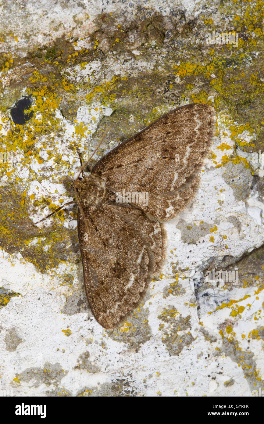 Engrailed ectropis crepuscularia hi-res stock photography and images ...