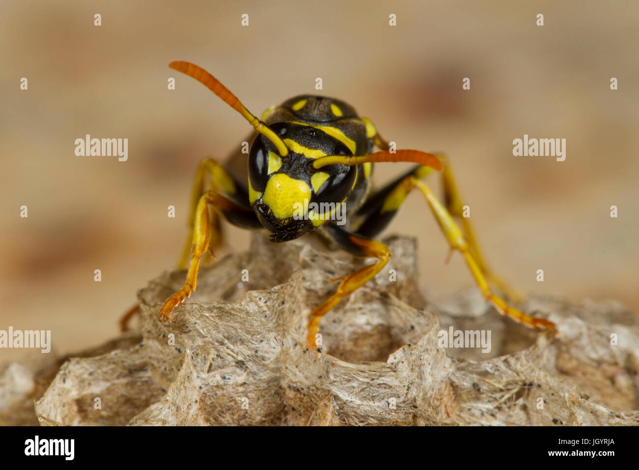 Paper wasp nest hi-res stock photography and images - Alamy