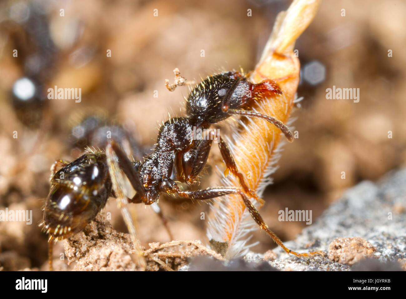 Worker harvester ants hi-res stock photography and images - Alamy