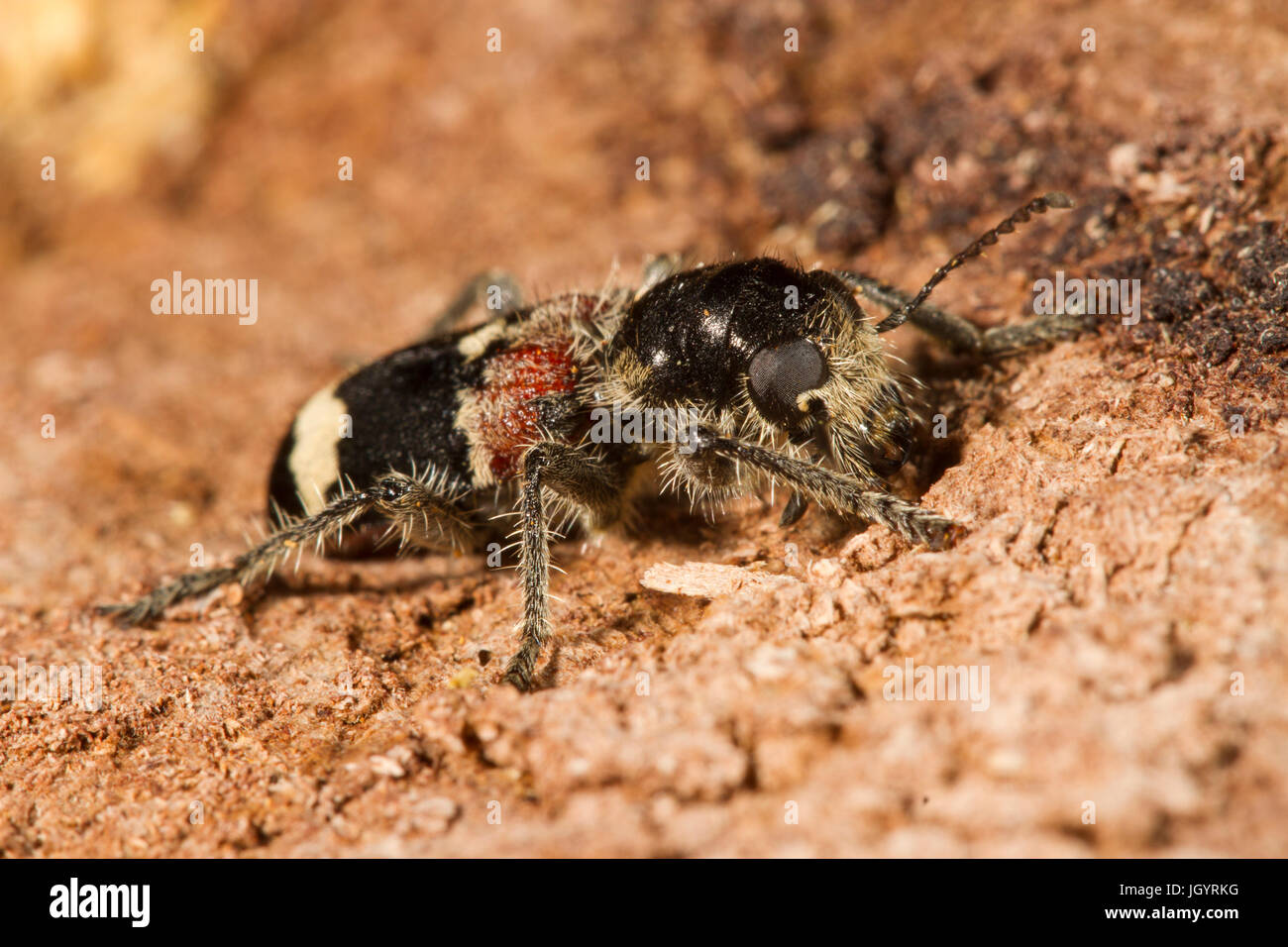 European oak bark beetle hi-res stock photography and images - Alamy
