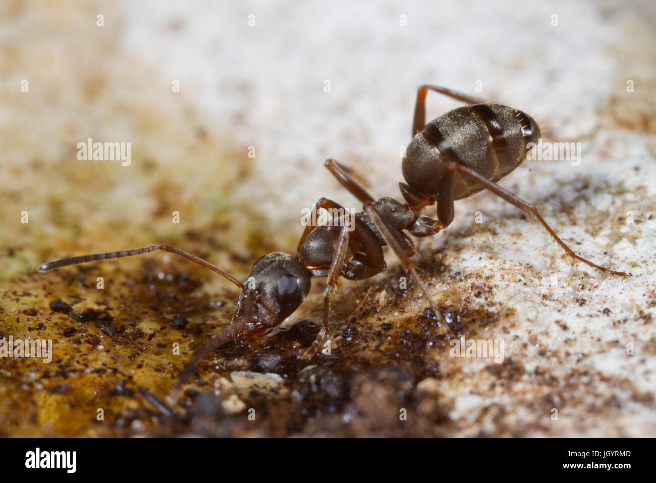 Ant Formica cunicularia adult worker drinking from a water droplet. On ...