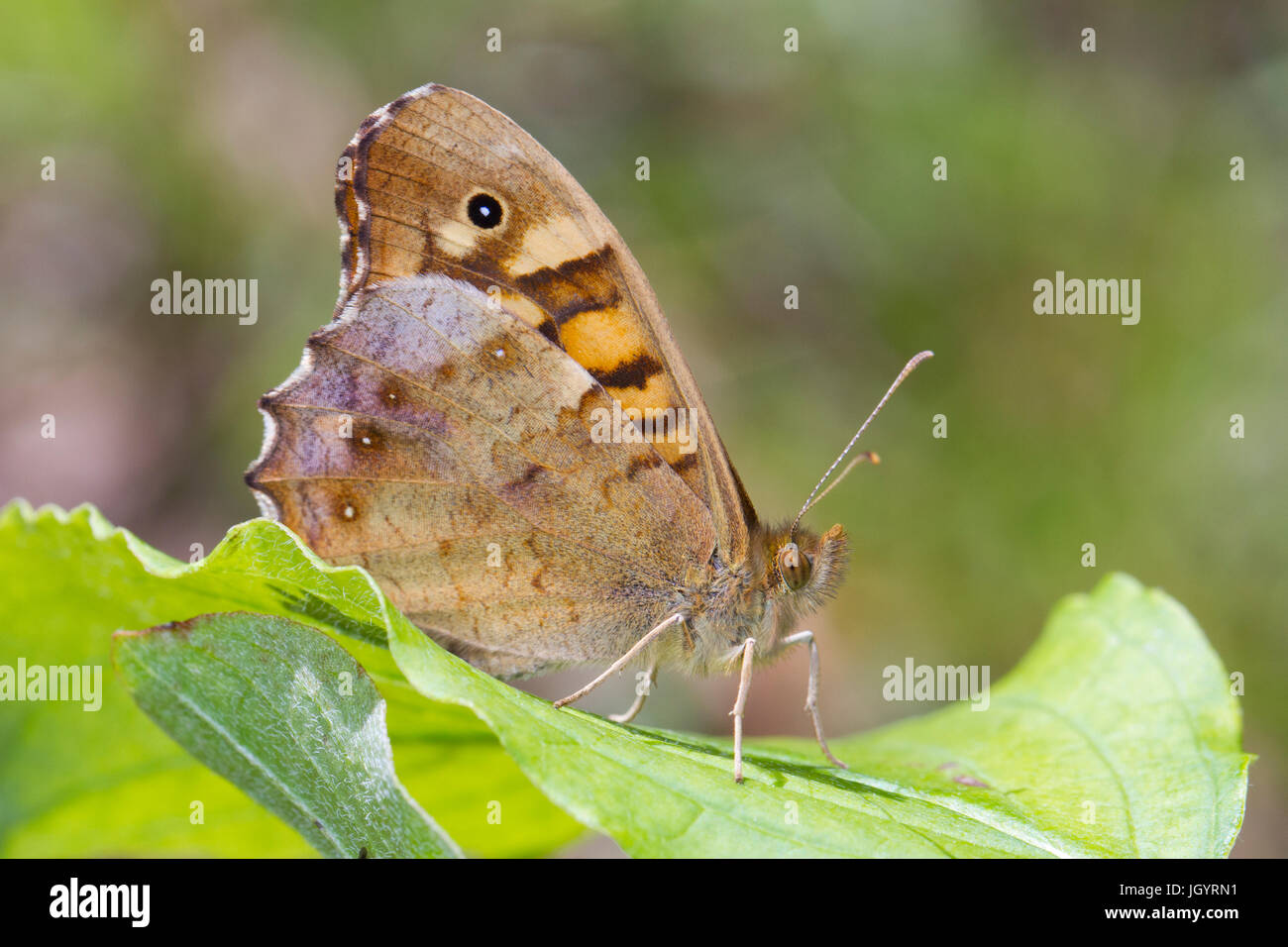 Speckled Wood (Pararge aegeria aegeria) adult butterfly. On the Causse ...