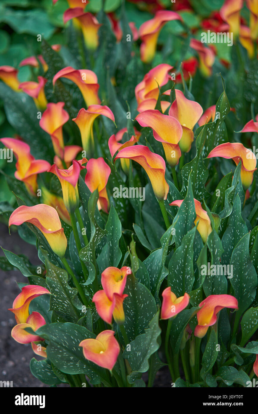Zantedeschia morning sun flowers and leaves hi-res stock photography ...